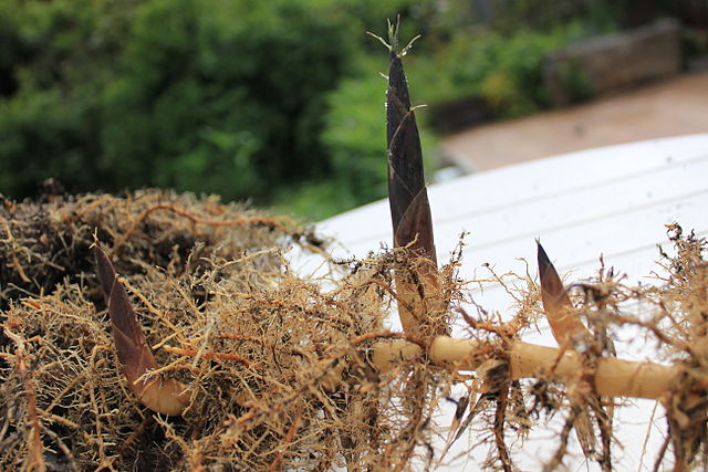 Cómo plantar un rizoma de bambú y propagarlo con éxito en tu jardín ...