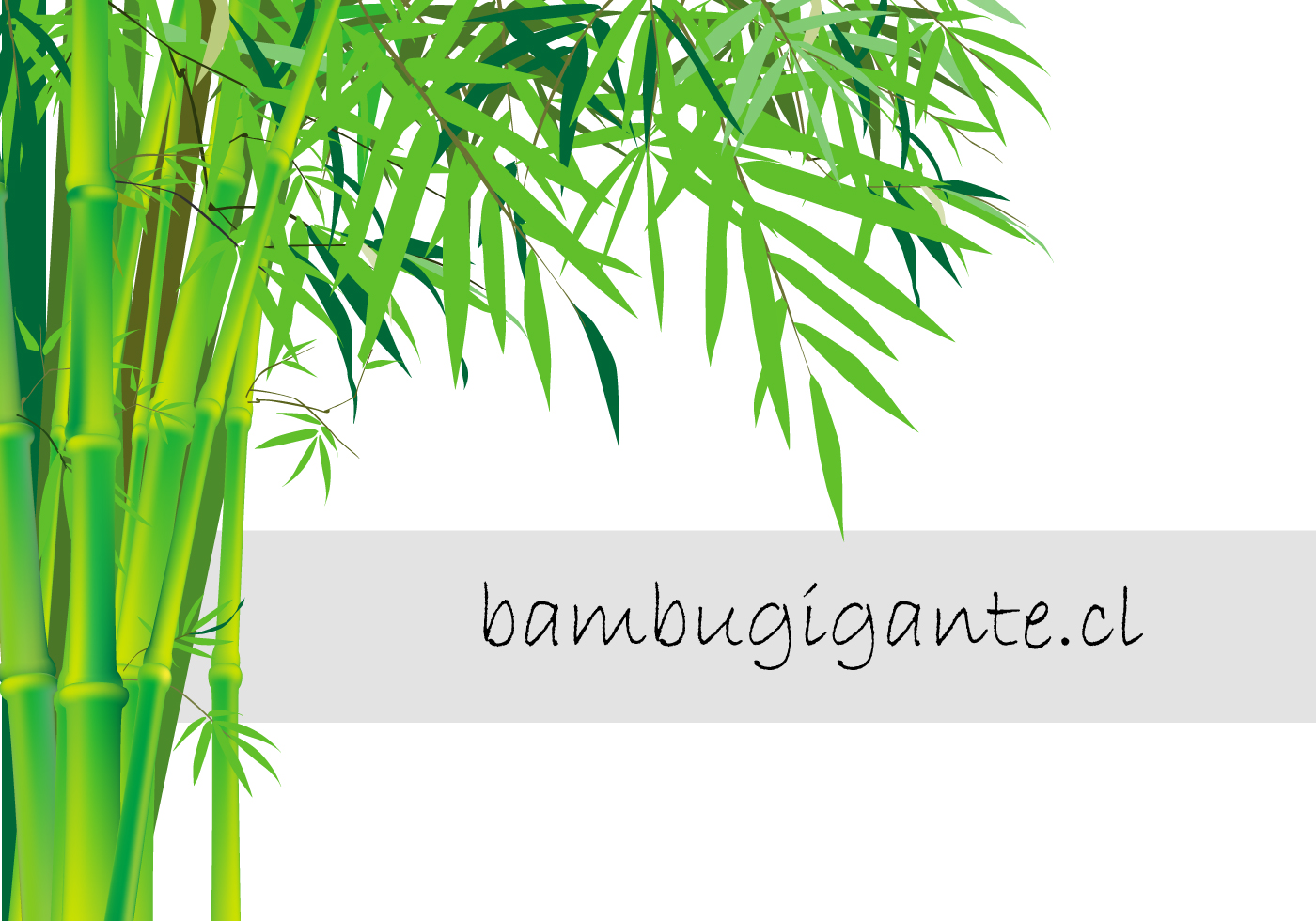 El cuidado del bambú: consejos para mantener tu planta sana y hermosa ...